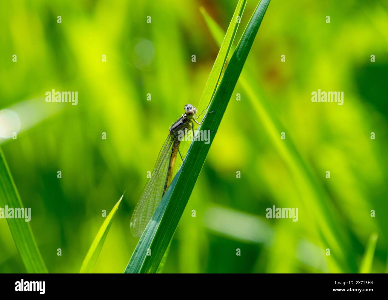 Female enallagma cyathigerum hi-res stock photography and images - Alamy
