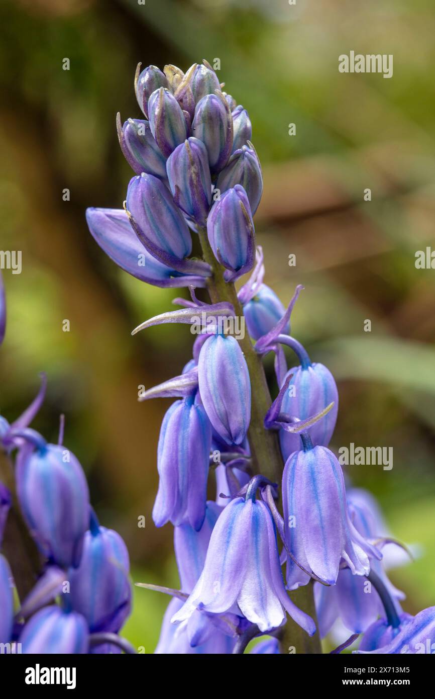 Close up flowering Bluebell, beautiful herald of spring. Natural ...