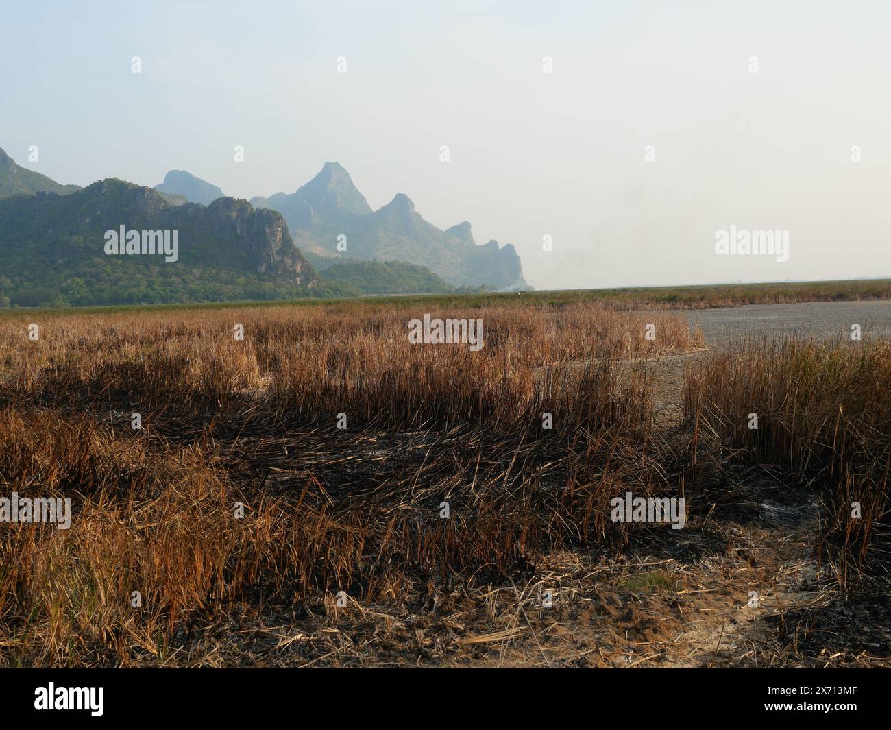 Dry brown grass with the surface of the burned part becomes black and ...
