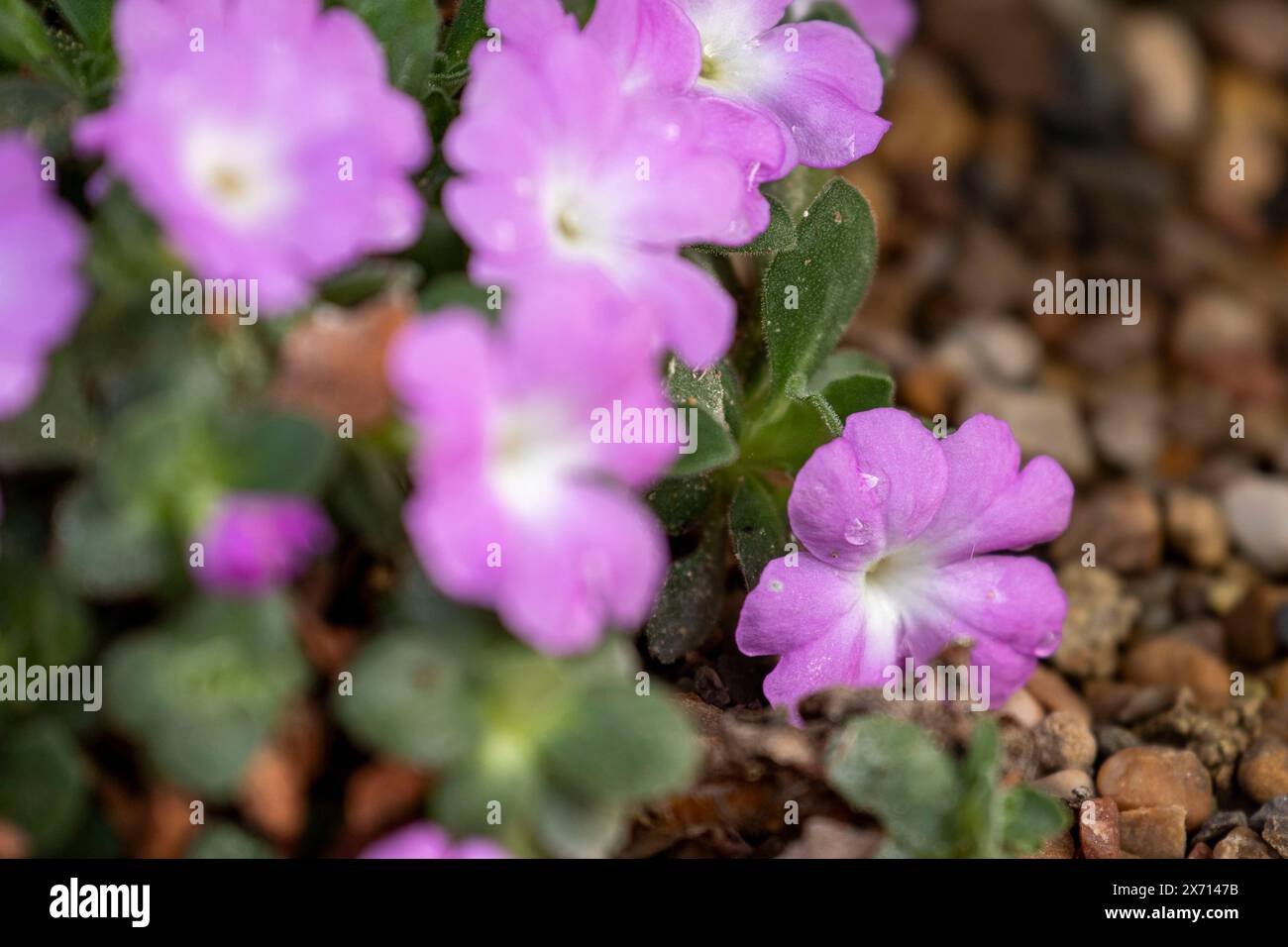 Sweet petite Primula Allionii 'Elizabeth Baker’. Natural high ...