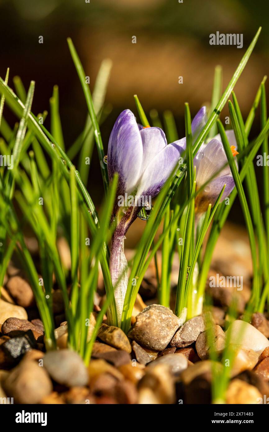 Stunning and petiteCrocus Biflorus 'Blue Pearl’ in flower. Print ready ...