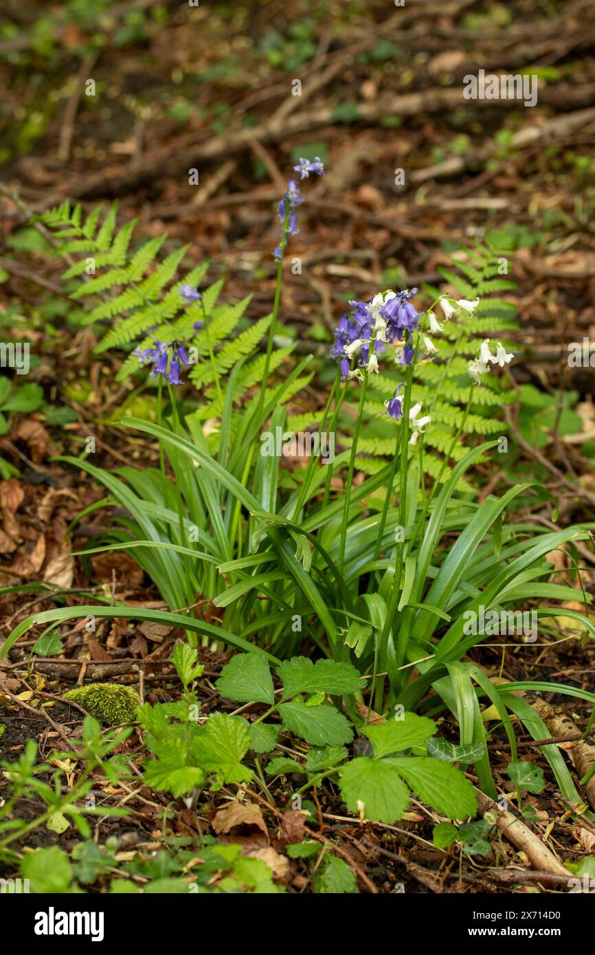 Close up flowering Bluebell, beautiful herald of spring. Natural ...