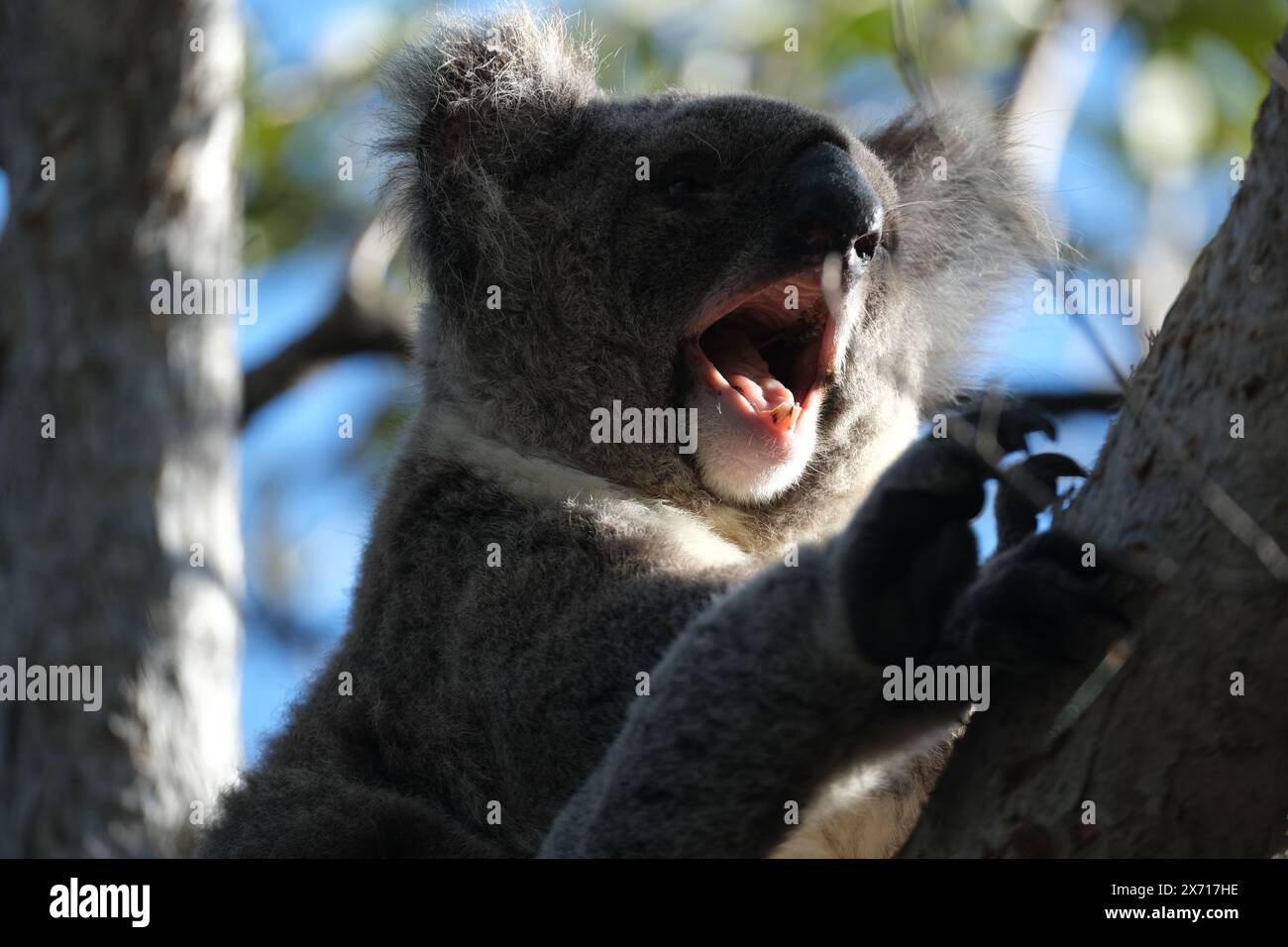 A koala walking through a forest, surrounded by leaves and branches ...
