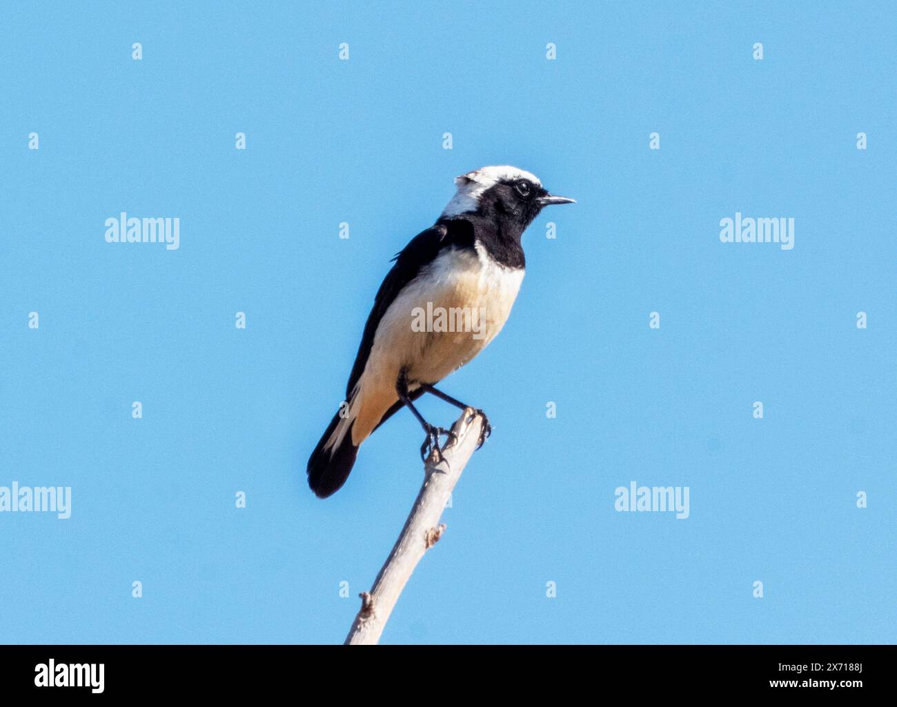 Cyprus wheatear (Oenanthe cypriaca) Troodos, Cyprus Stock Photo - Alamy