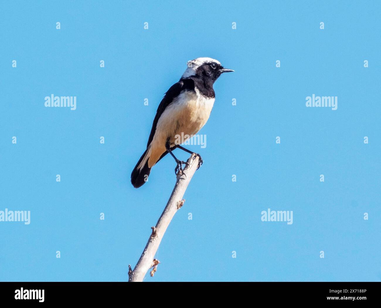 Iconic bird of cyprus hi-res stock photography and images - Alamy