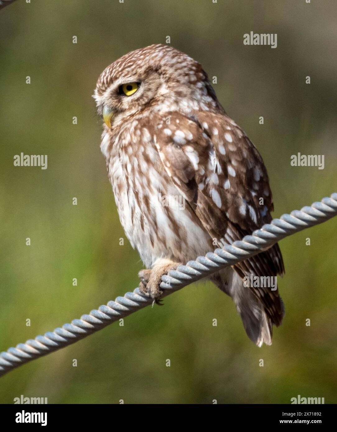 Pyia hi-res stock photography and images - Alamy