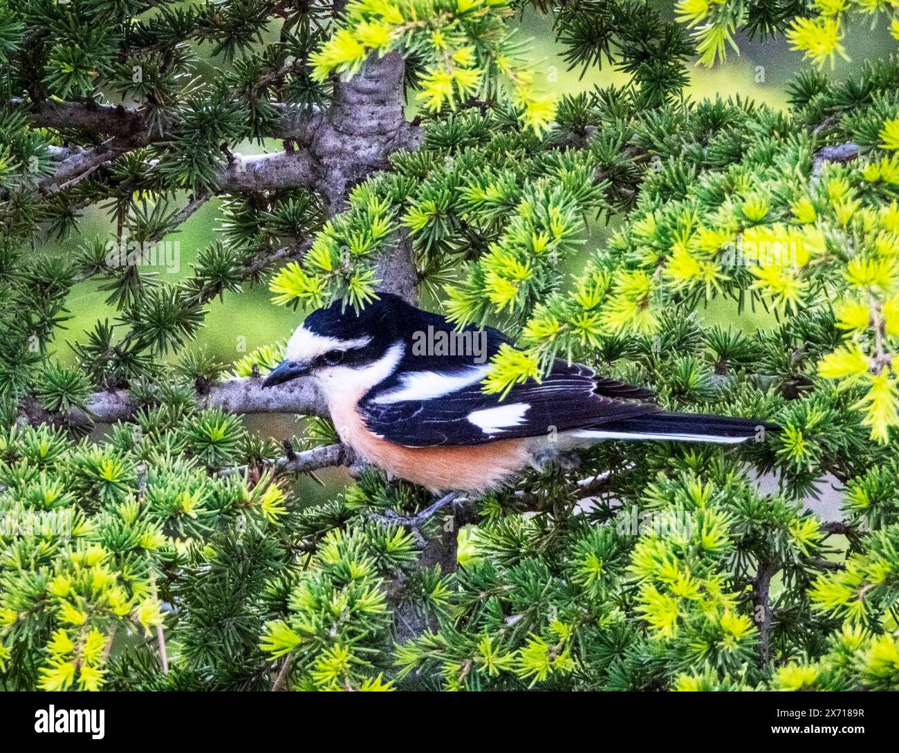 Lanius nubicus cyprus hi-res stock photography and images - Alamy