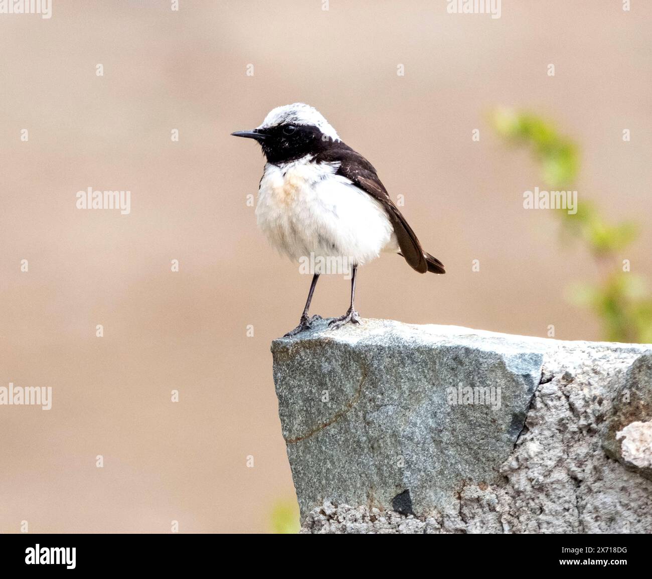 Oenanthe cypriaca in cyprus hi-res stock photography and images - Alamy