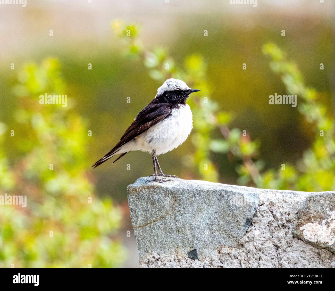 Iconic bird of cyprus hi-res stock photography and images - Alamy