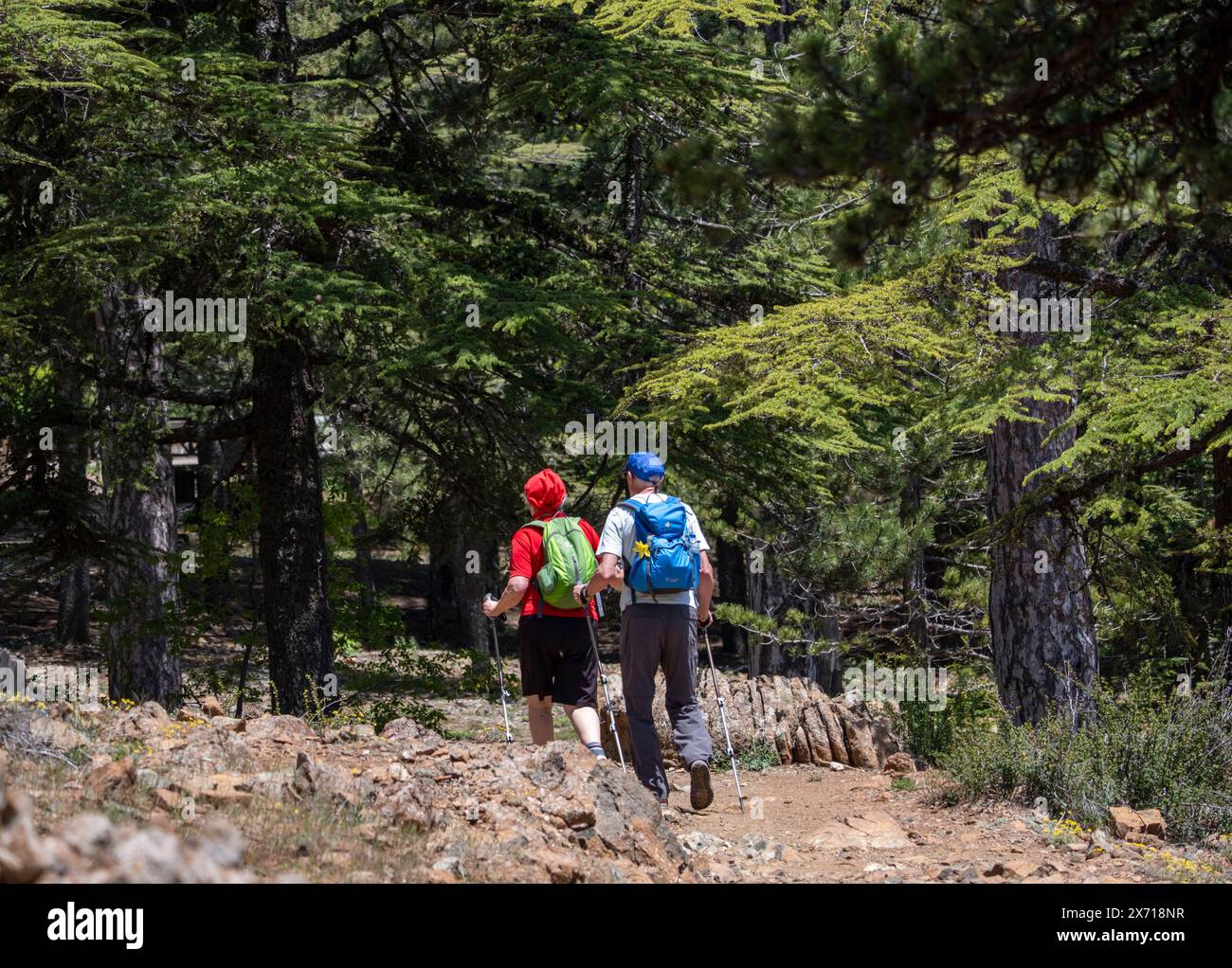 Two walkers on a hiking trail, Troodos National park, Republic of ...