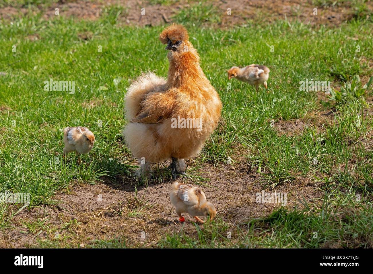 Silky fowl clucking hen with Wyandotte chicks, Wittorf, joint community ...