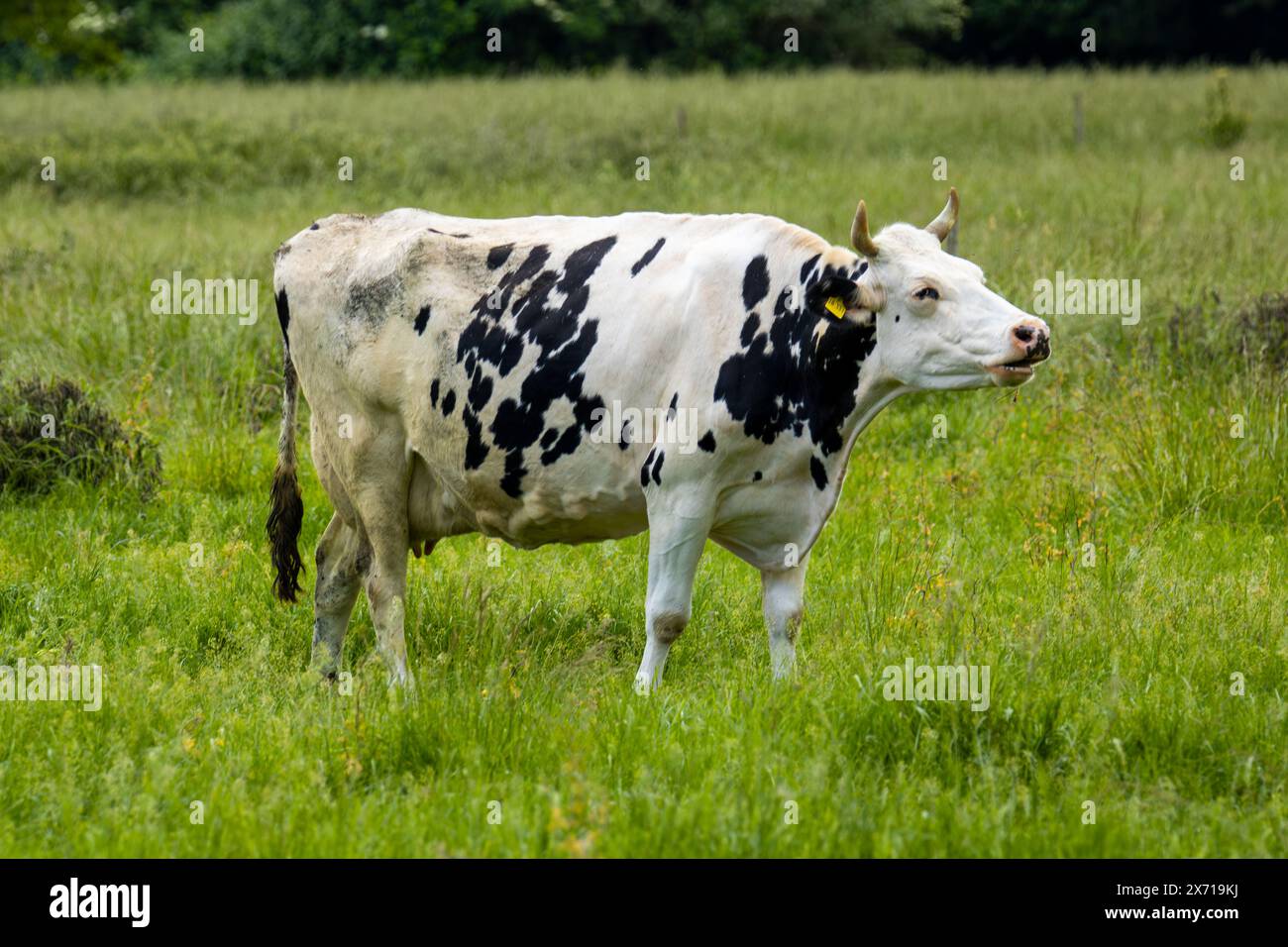 Dairy cow of the Holstein Friesian breed grazing in the Palatinate ...