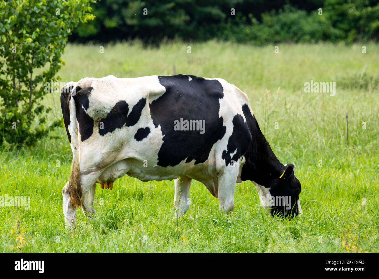 Dairy cow of the German Black and Tan Lowland Cattle grazing in the ...