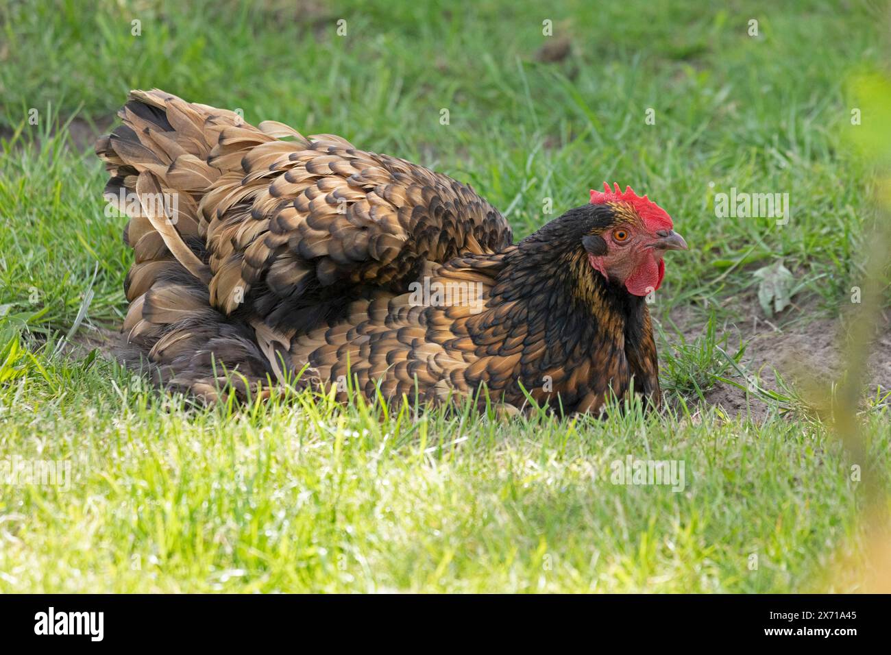 Chicken, Orpington hen, Wittorf, joint community Bardowick, Lower ...