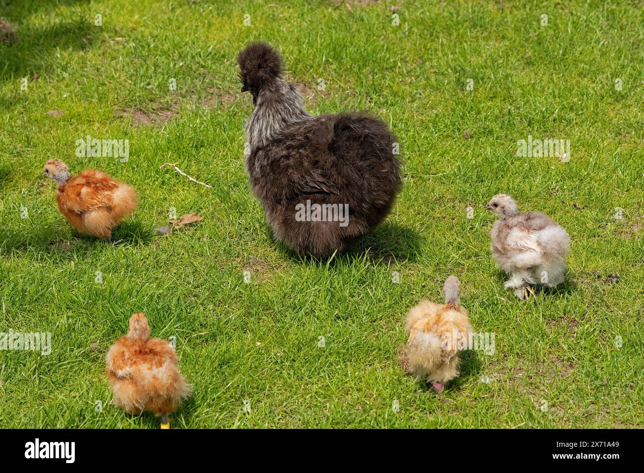 Silky fowl hen with chicks, Wittorf, joint community Bardowick, Lower ...