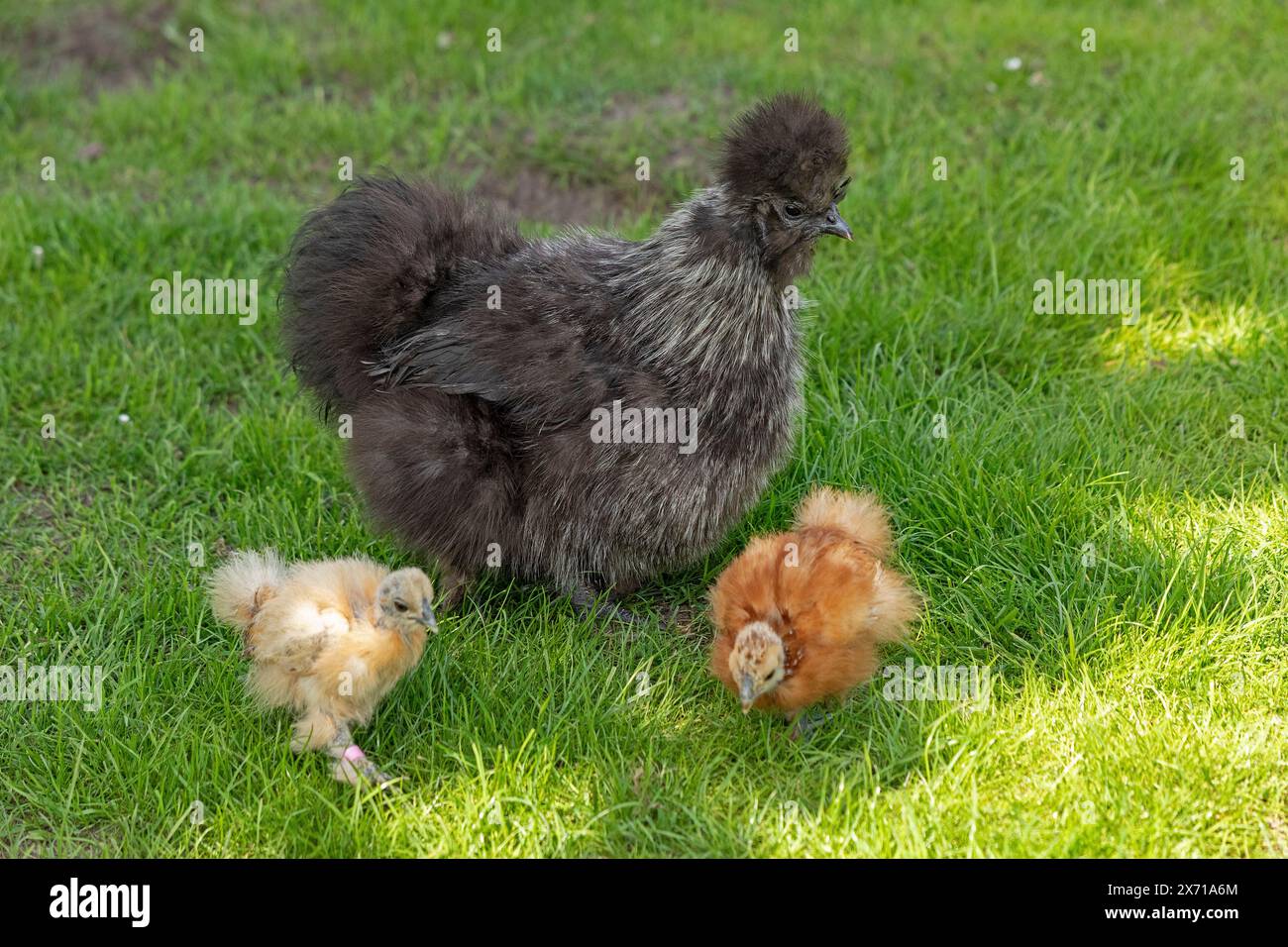 Silky fowl hen with chicks, Wittorf, joint community Bardowick, Lower ...