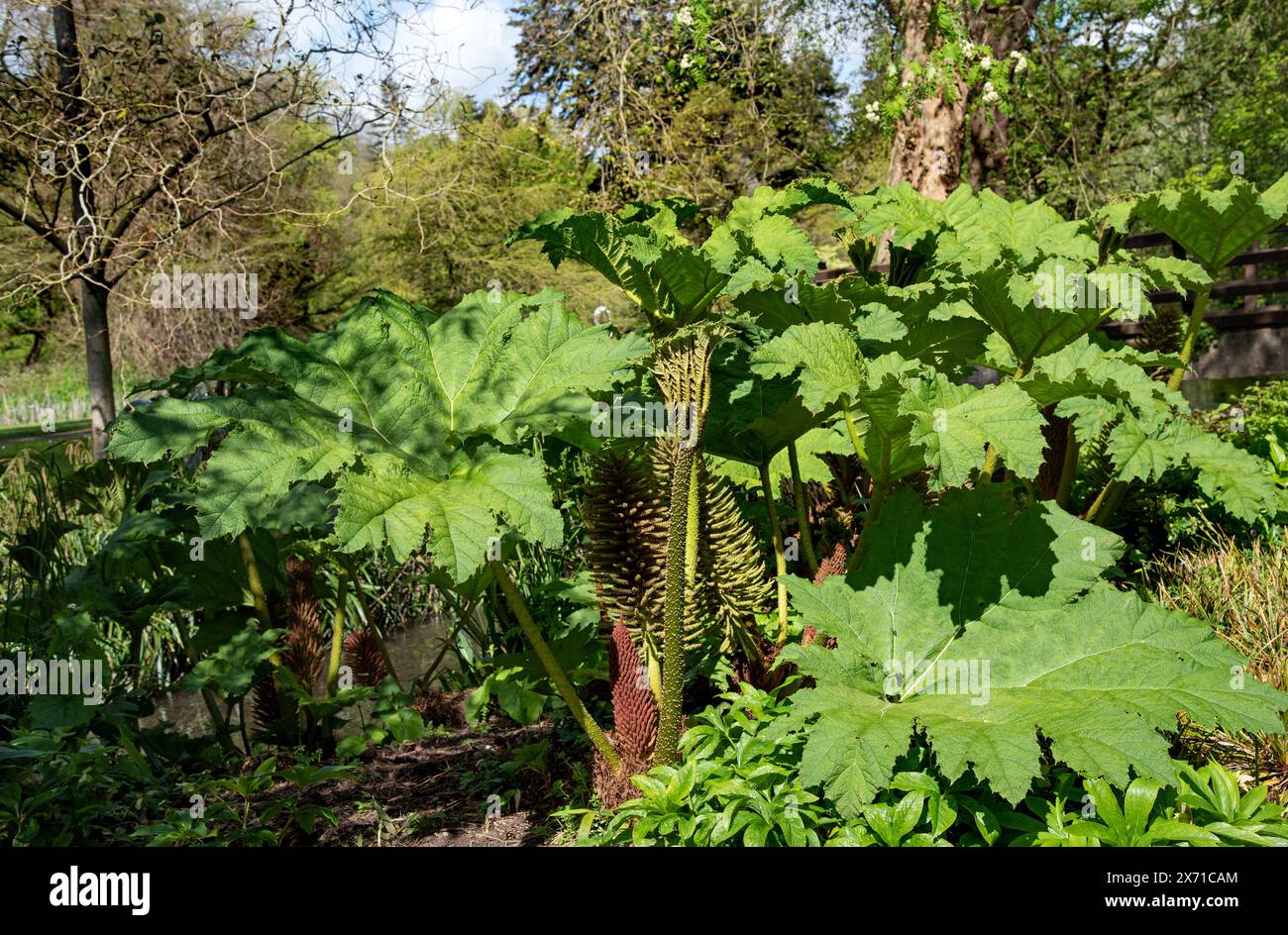 Gunnera manicata - giant plant with huge green leaves growing in garden ...