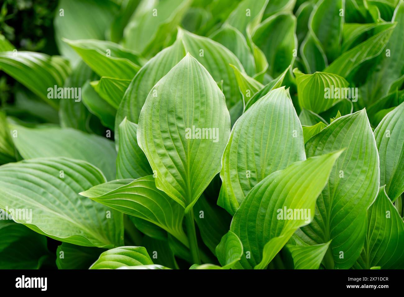 Natural green plant hosta. Leaf texture close-up Stock Photo - Alamy