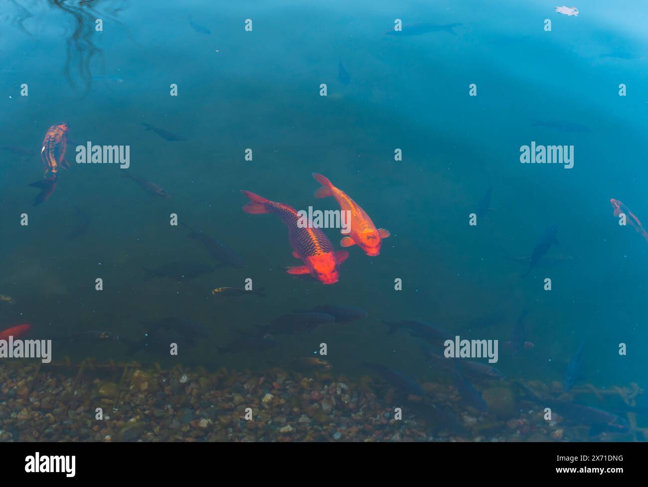 Two koi swimming hi-res stock photography and images - Alamy