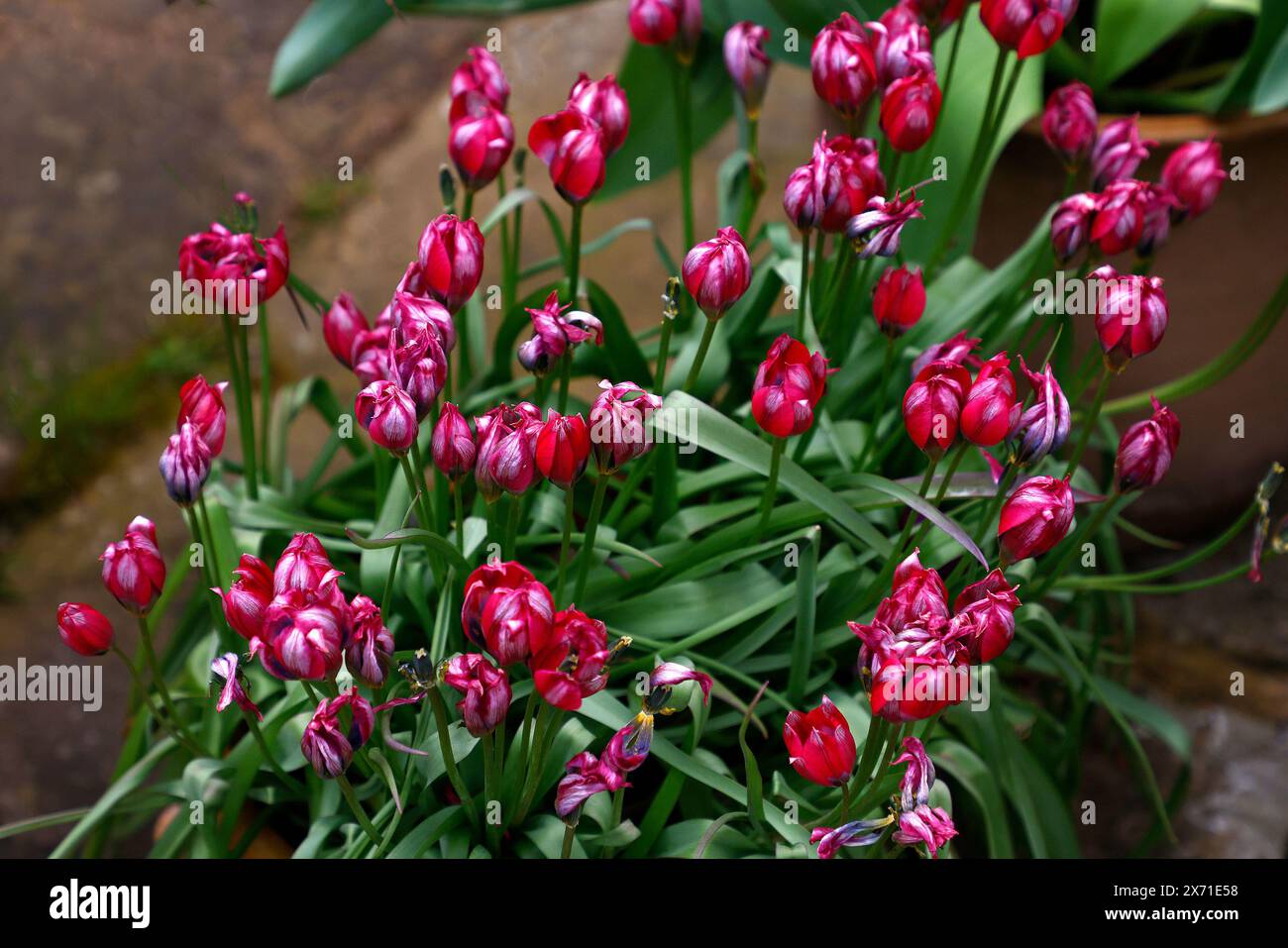 Closeup of the pink purple and crimson multicoloured flowers of the low ...