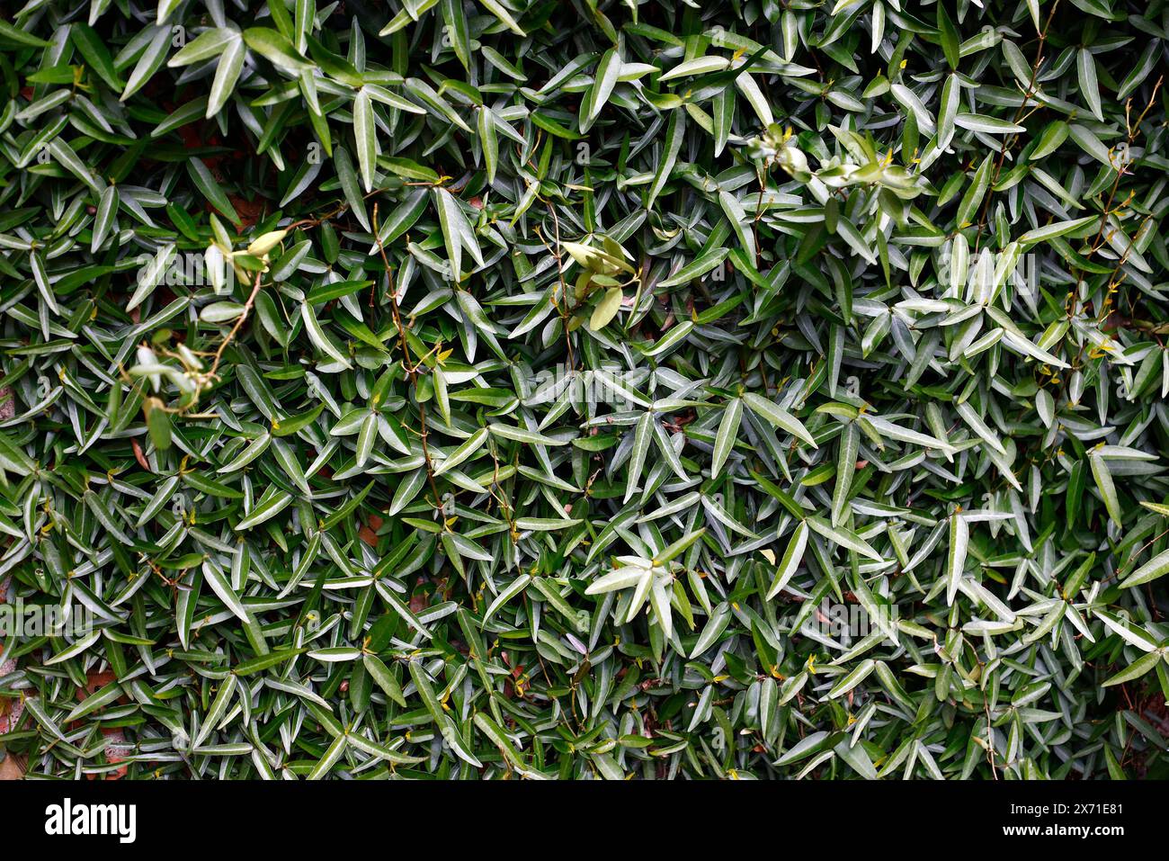 Closeup of the narrow dark green leaves of the self-clinging evergreen ...