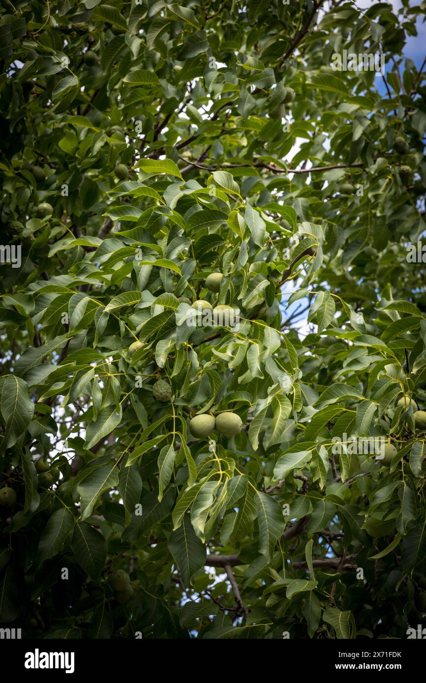 Walnut tree with green walnuts being grown for future harvesting Stock ...