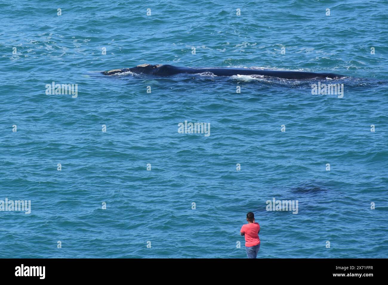 Whale Watching, Southern Right Whales, Hermanus, Western Cape, South ...