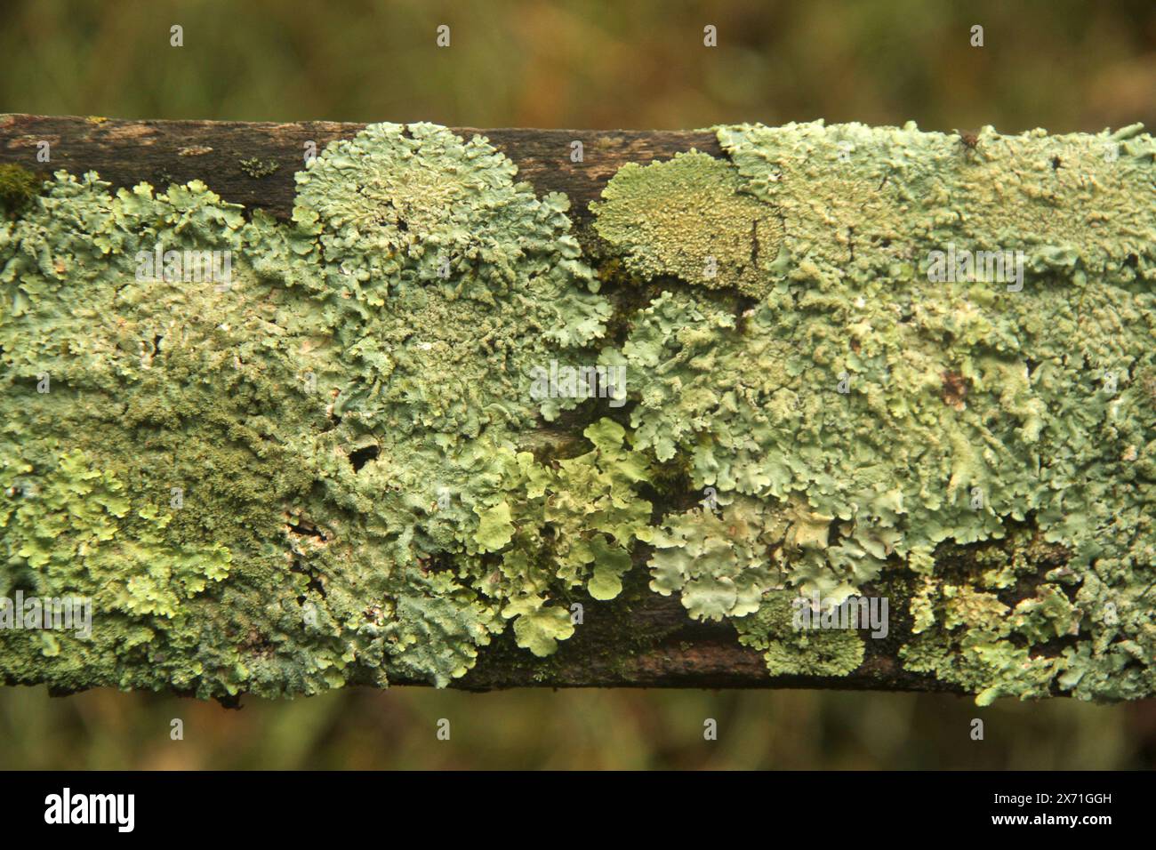 Virginia, USA. Up-close of a tree bark covered in lichens Stock Photo ...