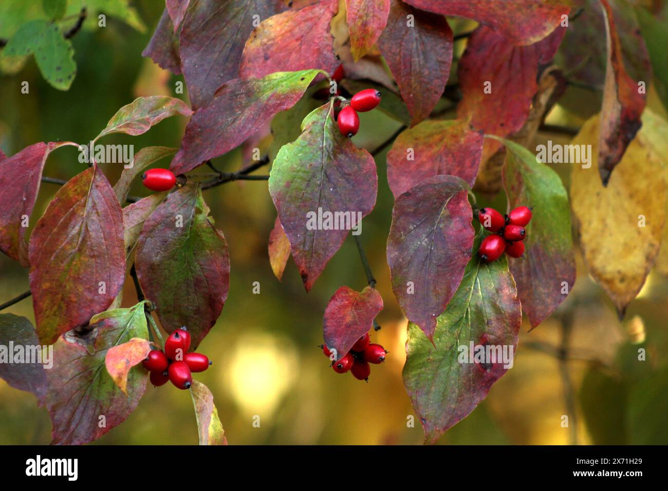 Dogwood fruit in autumn Stock Photo - Alamy