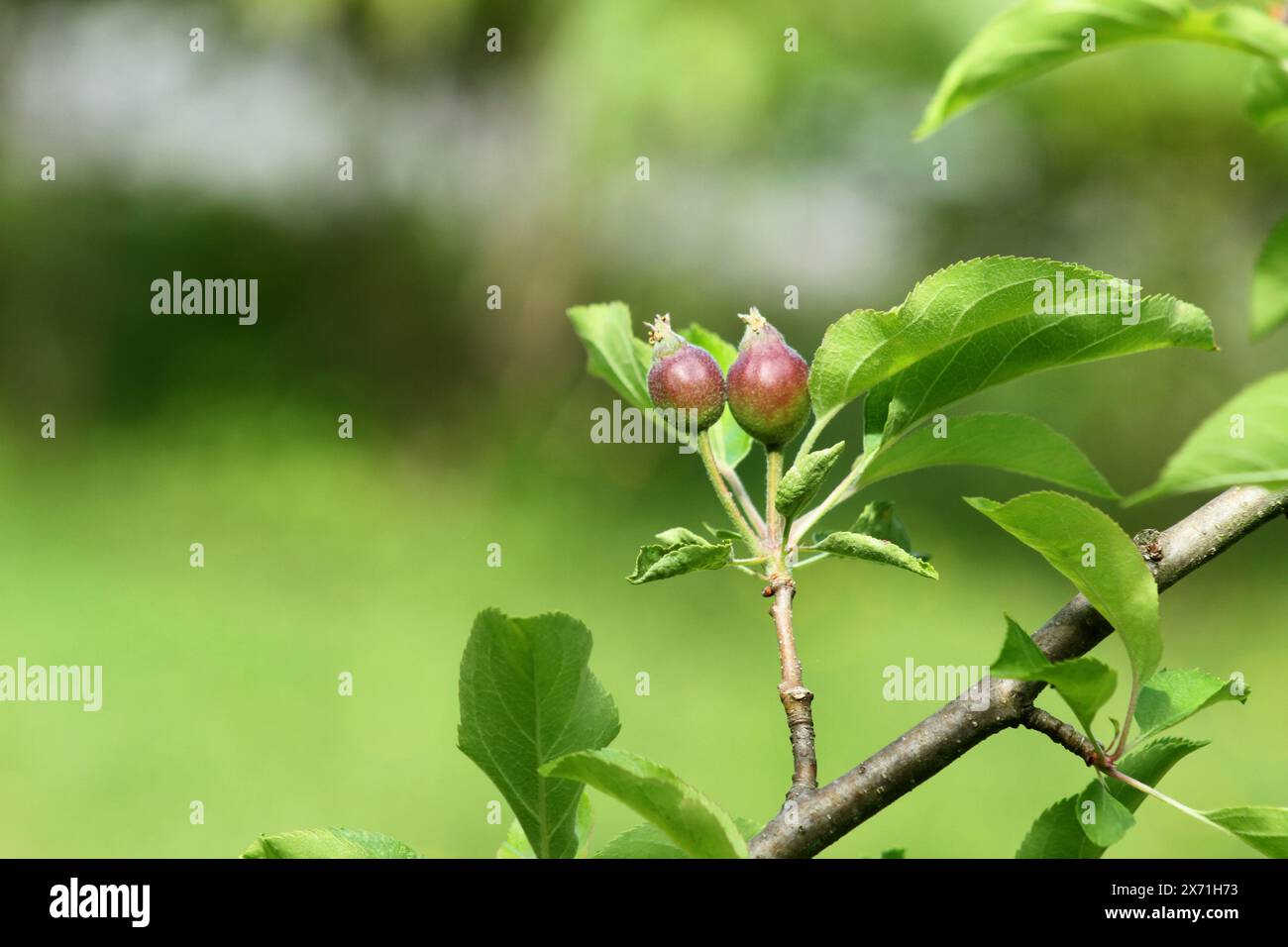 Green small fruit crop trees hi-res stock photography and images - Alamy