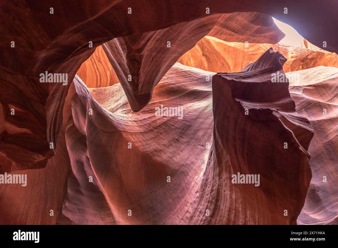 Arizona eagle hi-res stock photography and images - Alamy