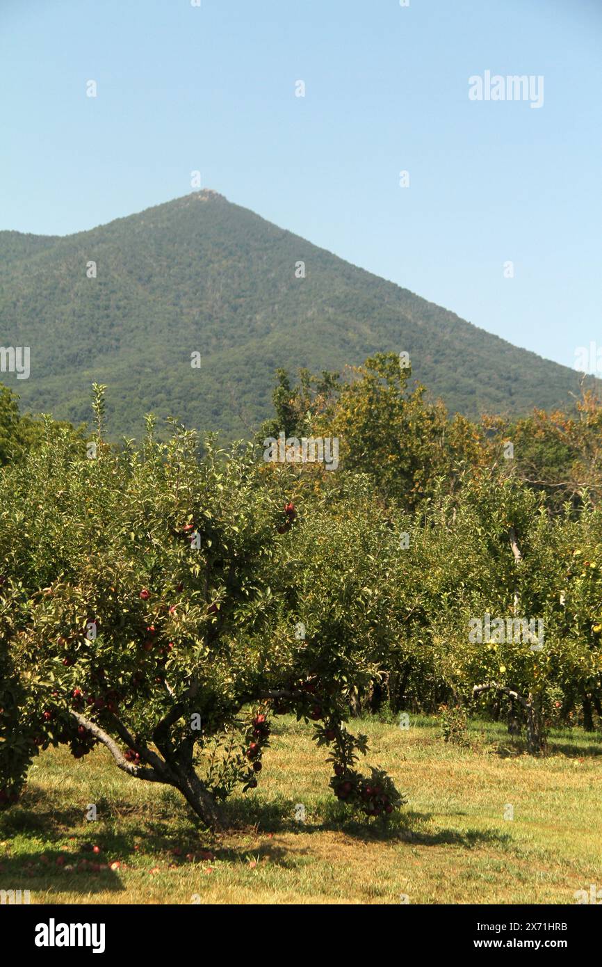 Panorama beautiful red apple tree hi-res stock photography and images ...