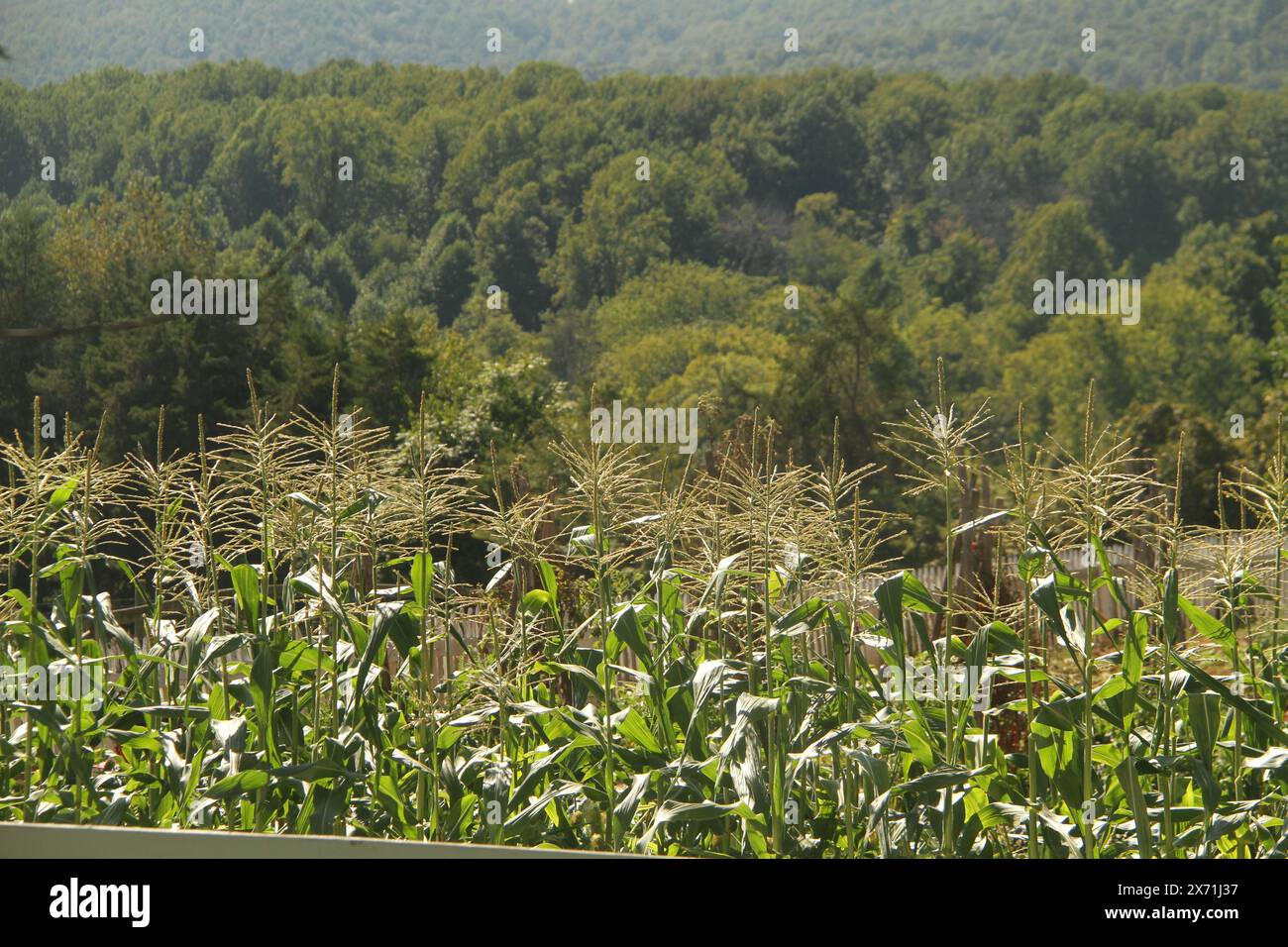 Fresh planted corn field hi-res stock photography and images - Alamy