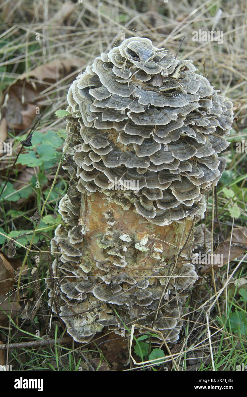 Virginia, U.S.A. Layers of Turkey Tail mushroom on tree stump Stock ...