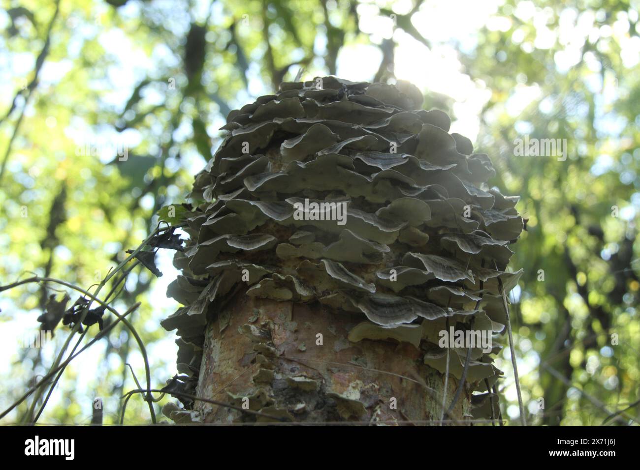Virginia, U.S.A. Layers of Turkey Tail mushroom on tree stump Stock ...