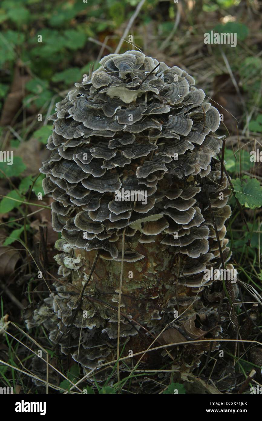 Virginia, U.S.A. Layers of Turkey Tail mushroom on tree stump Stock ...