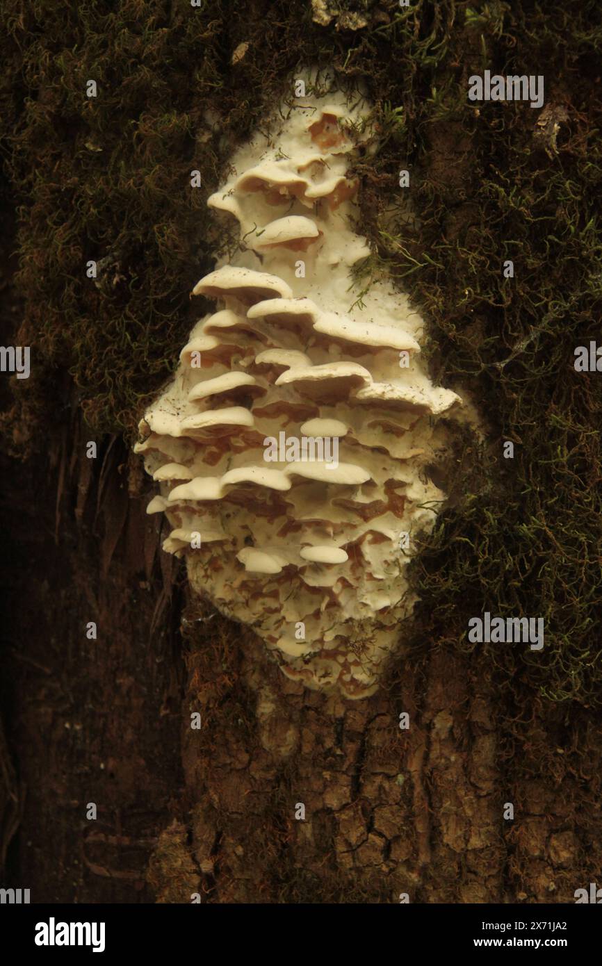 Virginia, U.S.A. Cluster of fungi growing on a tree Stock Photo - Alamy