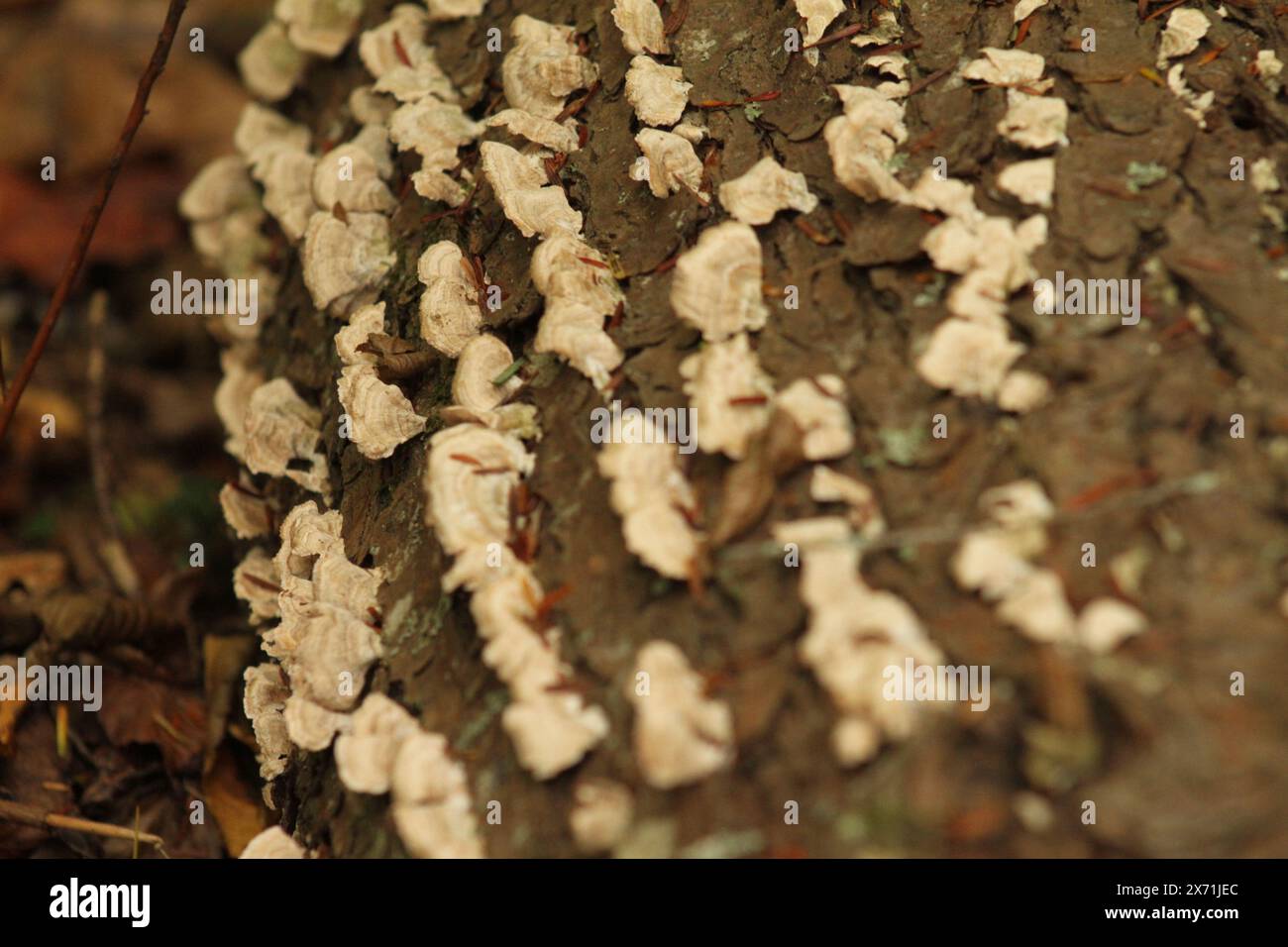 Fungi growth on dead tree hi-res stock photography and images - Alamy