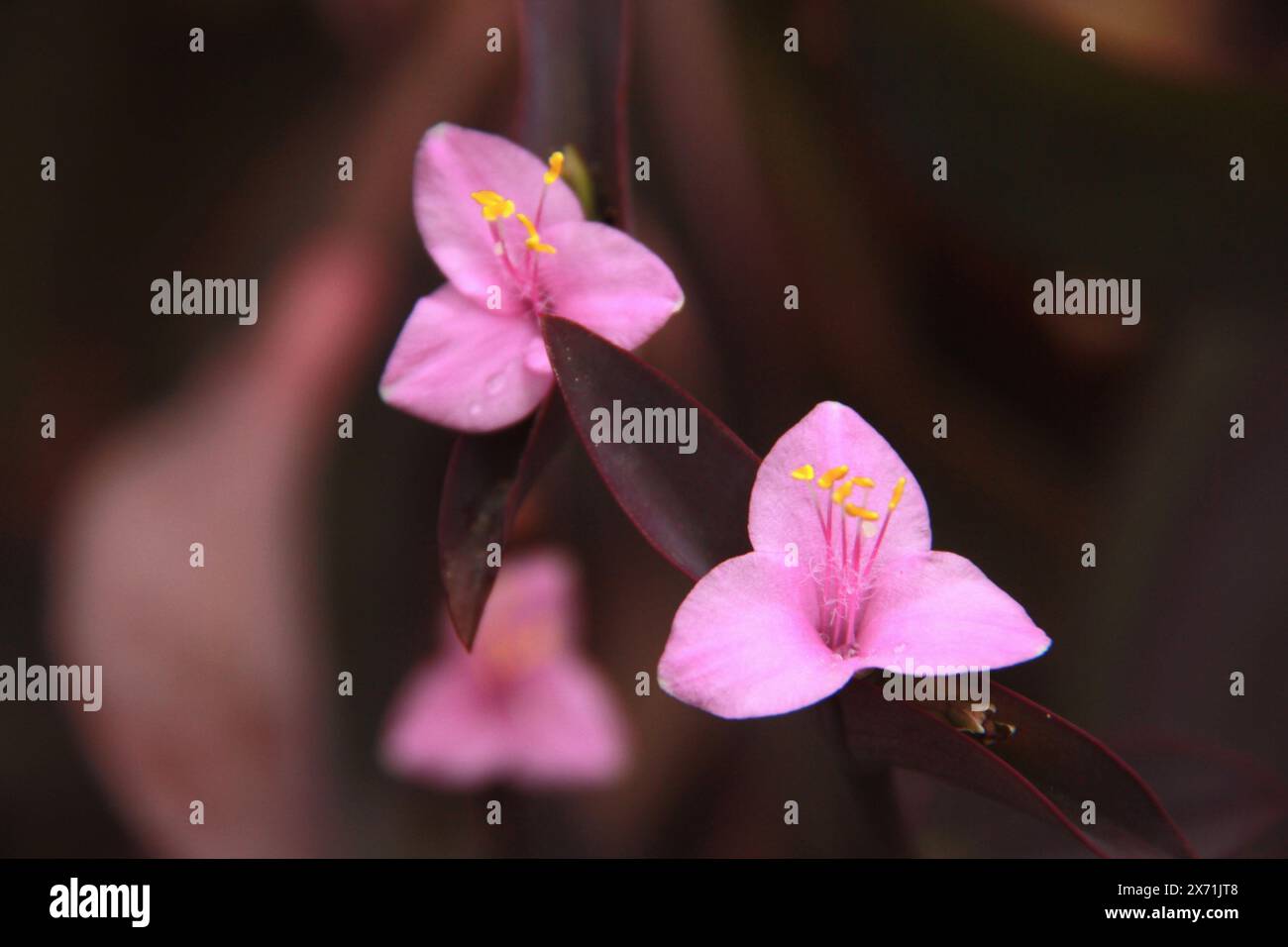Close up of a Purple heart (Tradescantia pallida) plant in bloom Stock ...