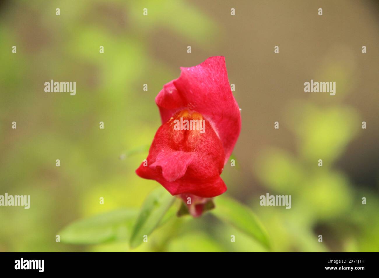Dragon flower hi-res stock photography and images - Alamy