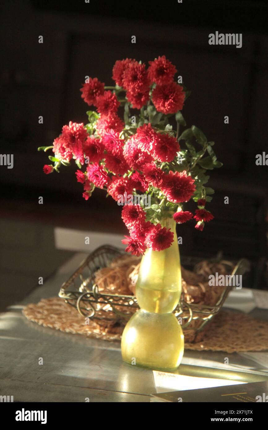 Red Mums (Chrysanthemum) in a vase Stock Photo - Alamy