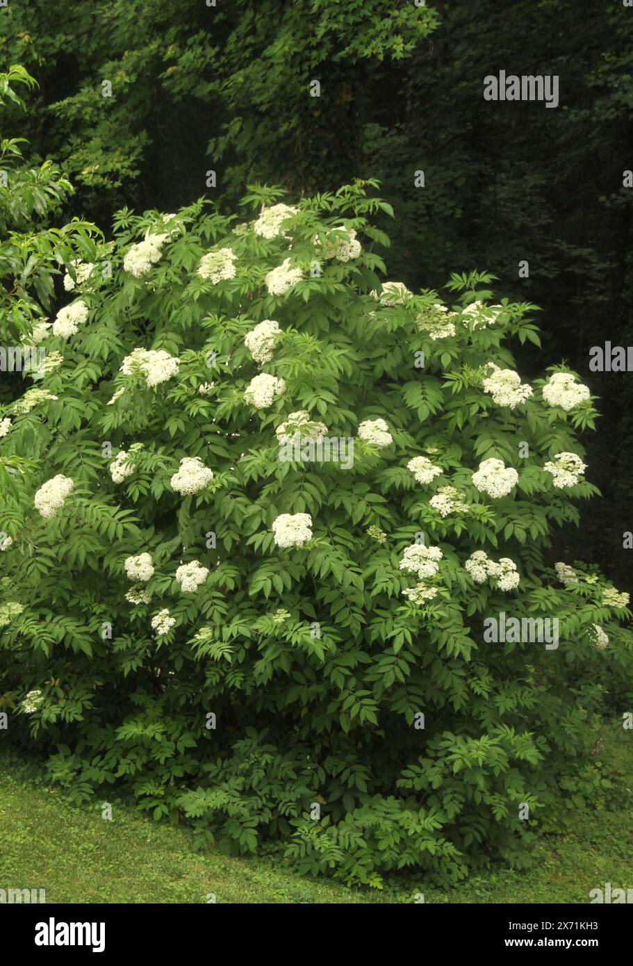 Shrub white inflorescence hi-res stock photography and images - Alamy