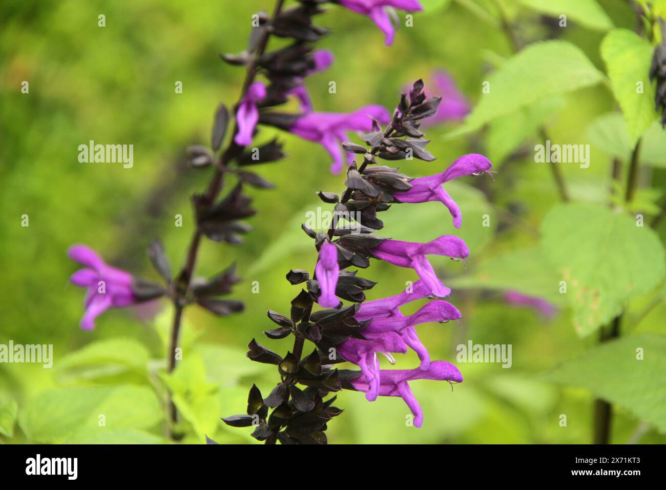 Salvia guaranitica (hummingbird sage) in bloom Stock Photo - Alamy