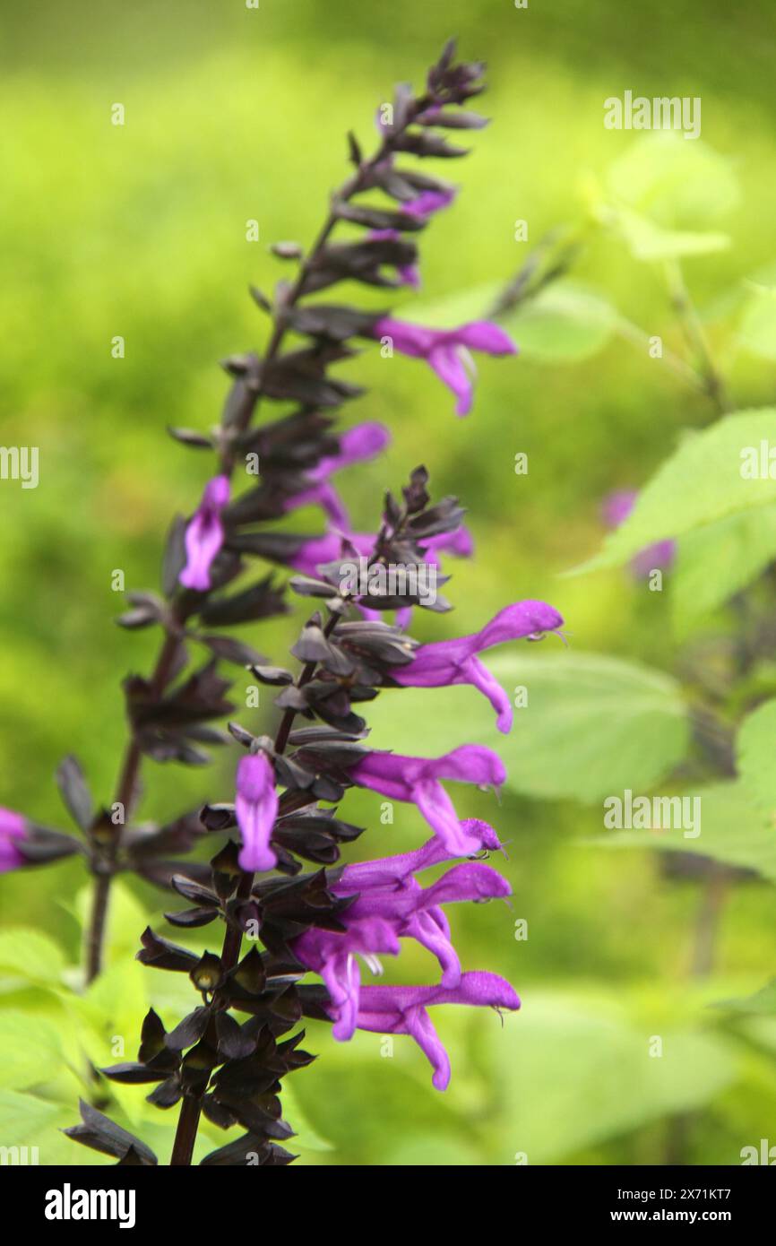Salvia guaranitica (hummingbird sage) in bloom Stock Photo - Alamy