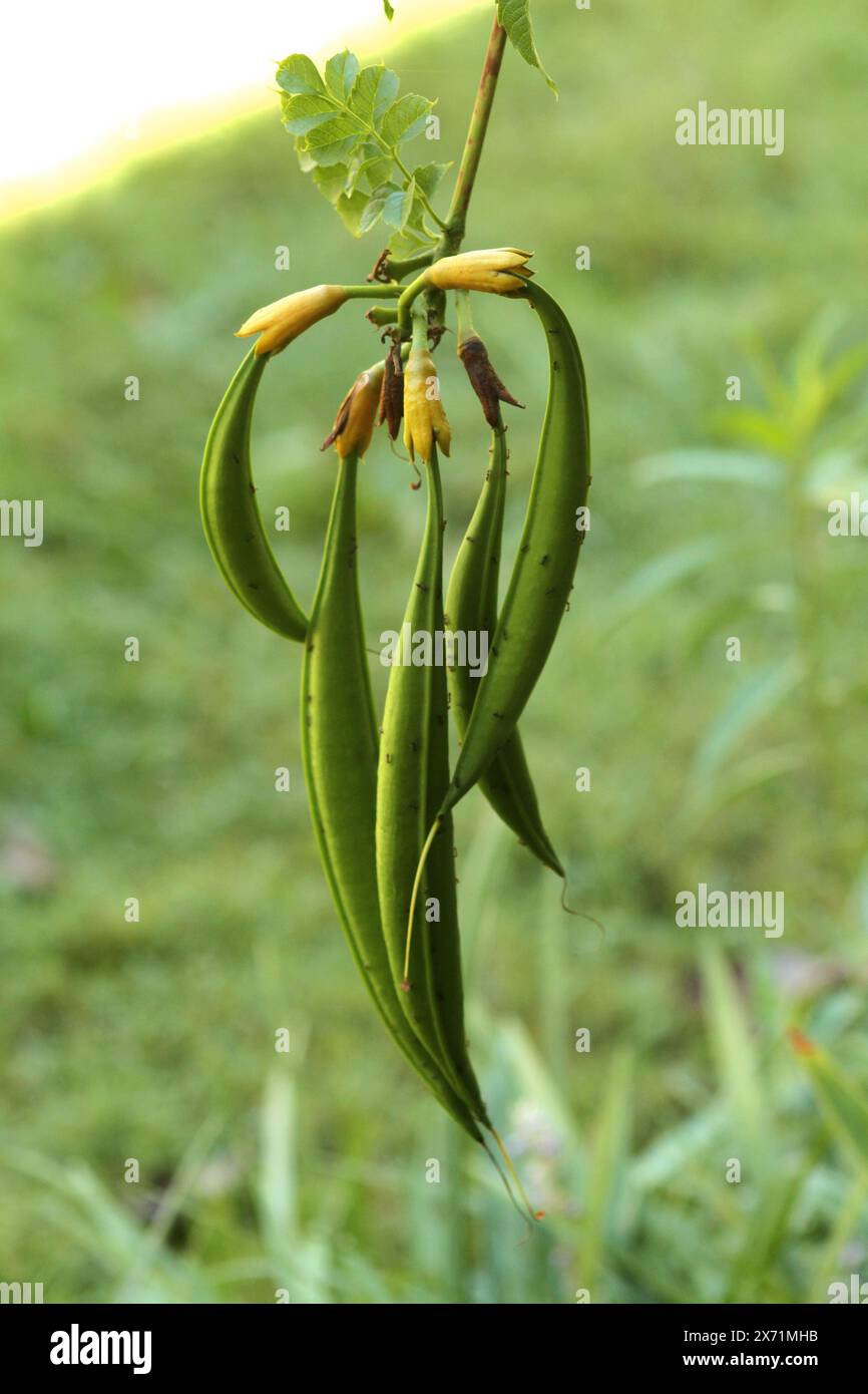 Long seed pods hi-res stock photography and images - Alamy