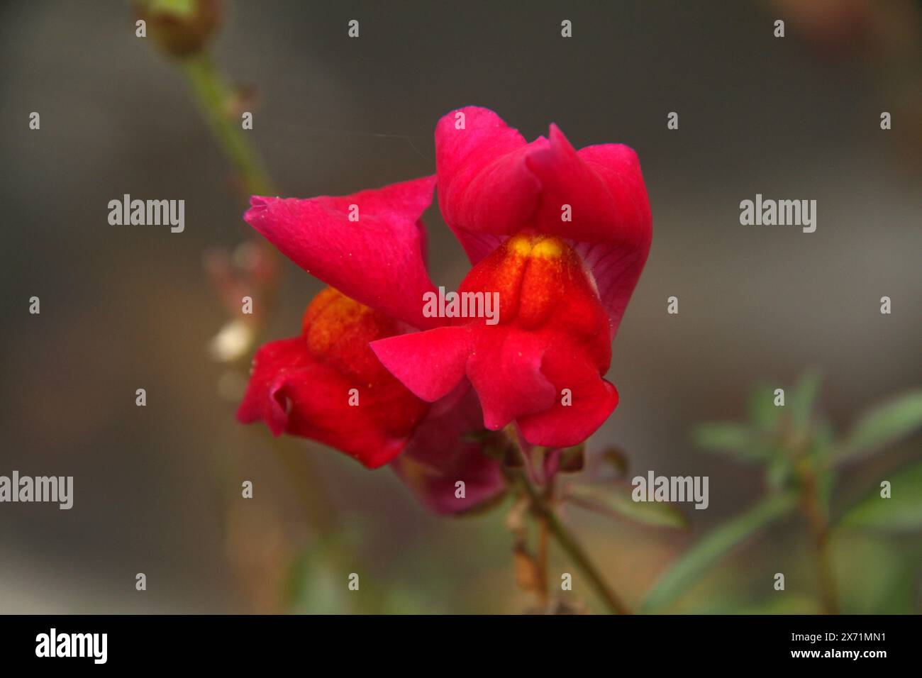 Dragon flower hi-res stock photography and images - Alamy
