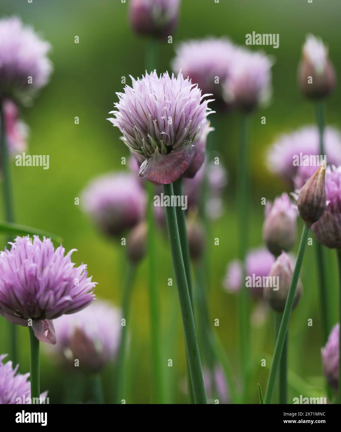 Chive flowers freshly opened. - Allium schoenoprasum Stock Photo - Alamy