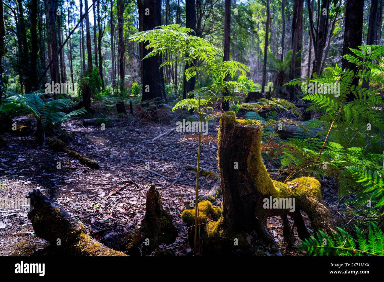 Fern backlit by the sun growing from moss covered tree stump, Arve ...