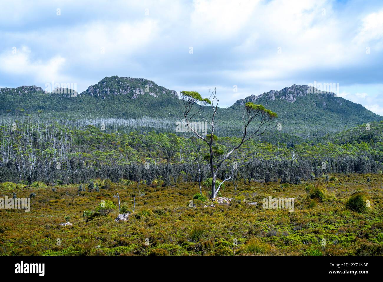 Button grass plain with Hartz Mountains in background, Hartz Mountains ...