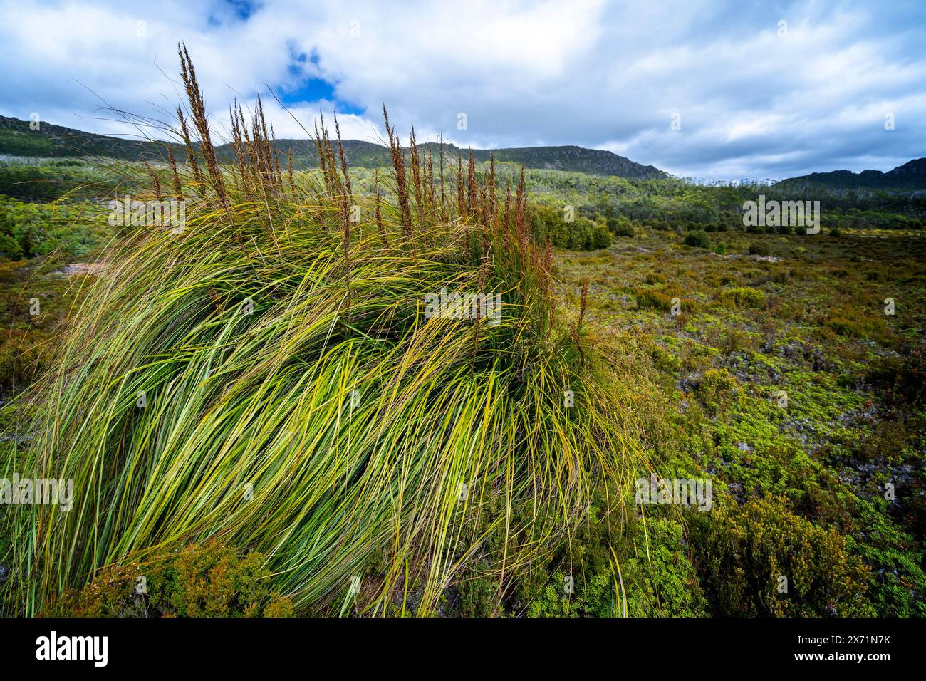 Tussock of Cutting Grass (Gahnia grandis) in Button Grass plain, Hartz ...